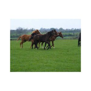 Paddock Grass Seed - Stable and Paddock - Horse and Rider