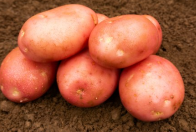 Seed Potatoes - Tuckers Seeds
