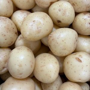 Seed Potatoes - Tuckers Seeds